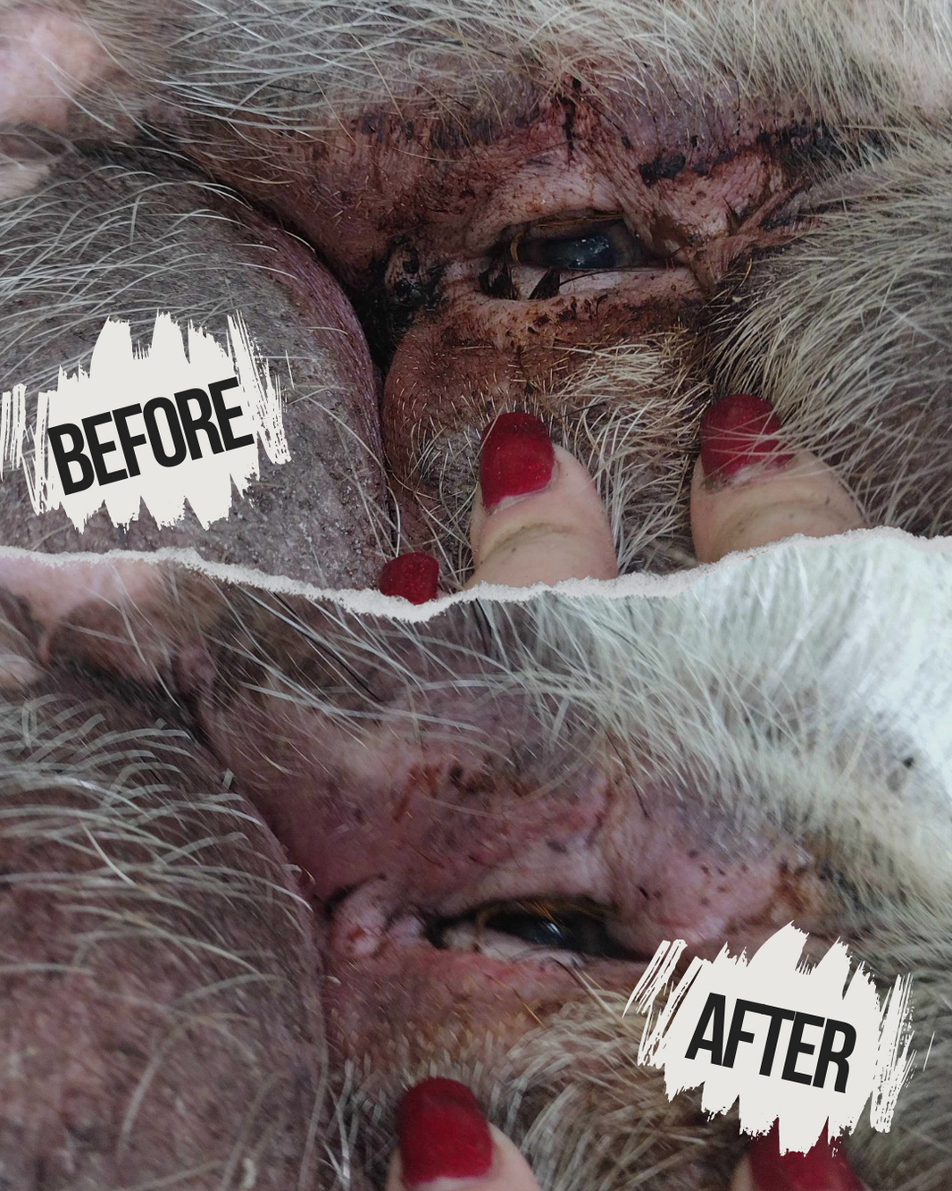 Squeal Sensation Mini Pig Grooming Products – Tyler Livestock Services